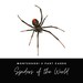 Spider 3 Part Montessori Cards (nature Unit, Halloween, Charlotte's Web ...