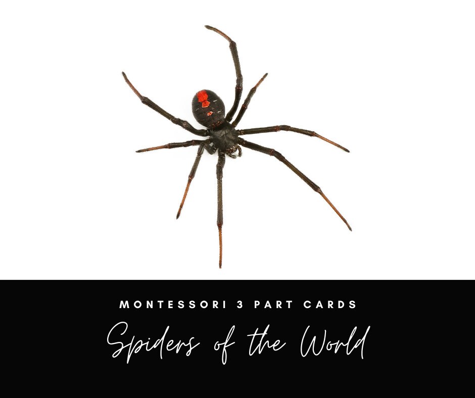 Spider 3 Part Montessori Cards (nature Unit, Halloween, Charlotte's Web ...