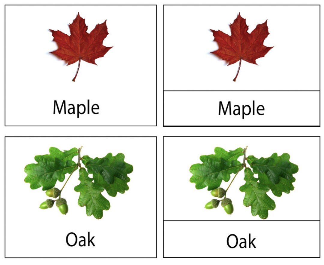 Tree Leaves Montessori 3 Part Cards (digital Download), Botany, Leaf ...