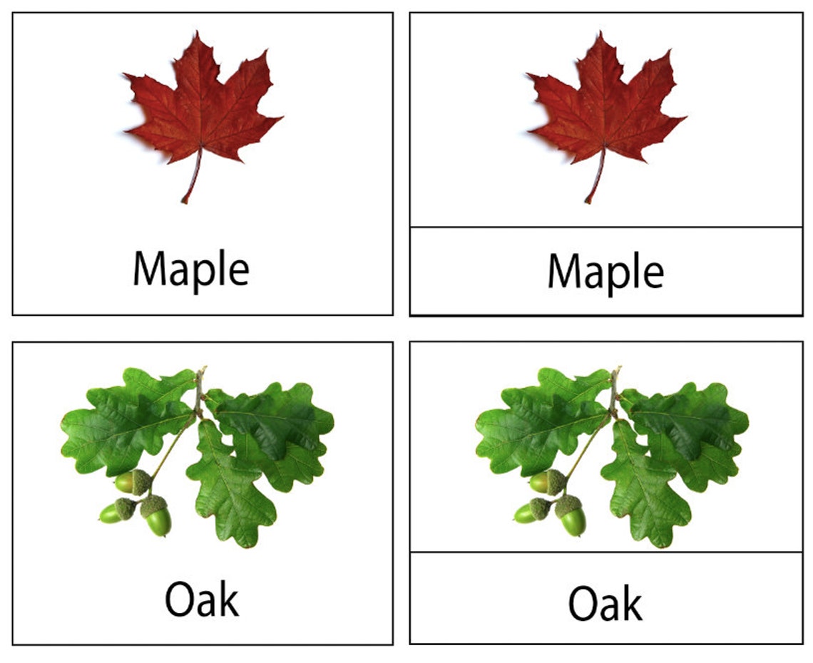 Tree Leaves Montessori 3 Part Cards (digital Download), Botany, Leaf ...