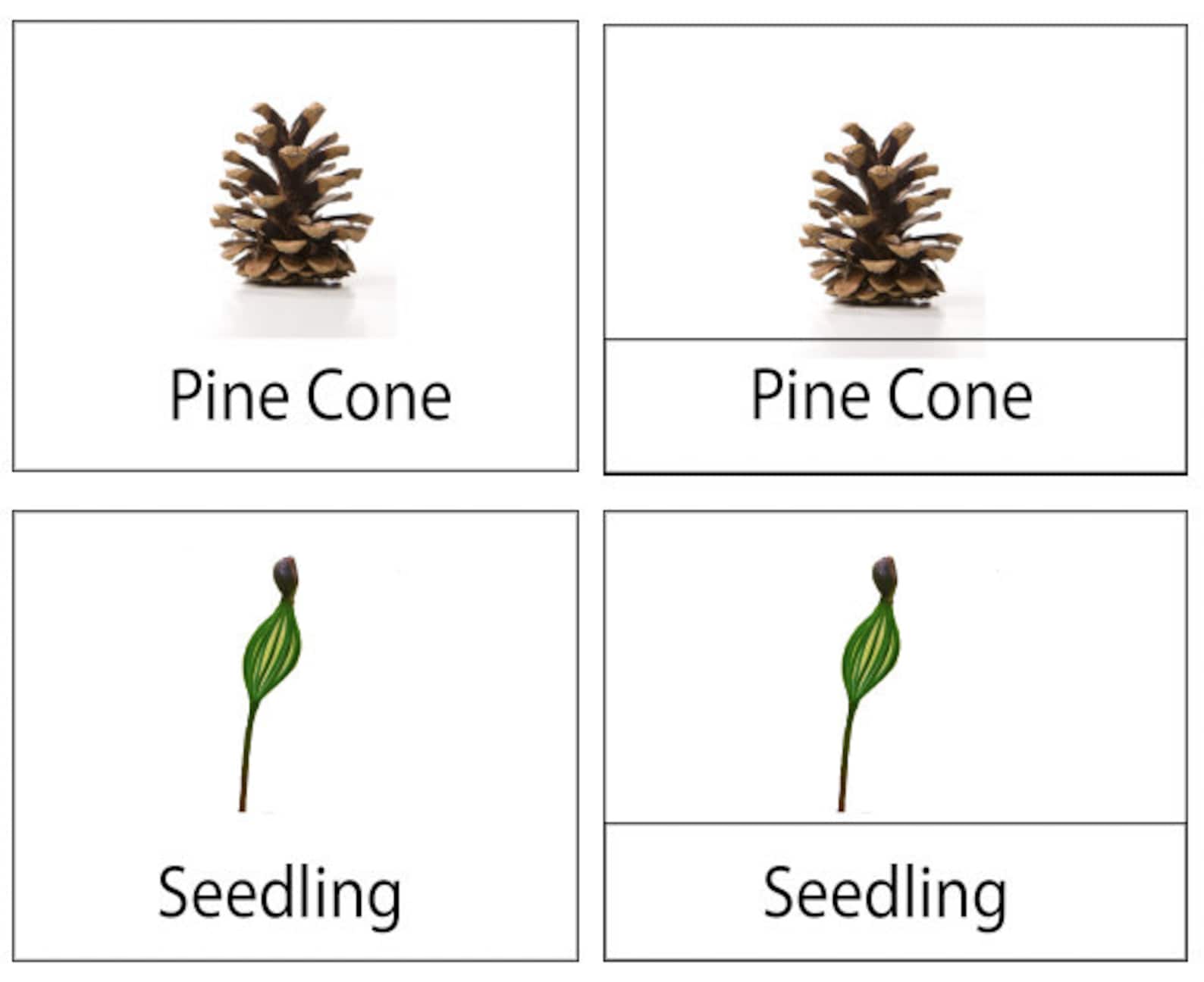 Life Cycle of a Christmas Tree Montessori 3 Part Cards - Etsy