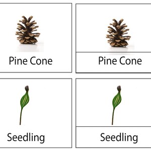 Life Cycle of a Christmas Tree Montessori 3 Part Cards - Etsy