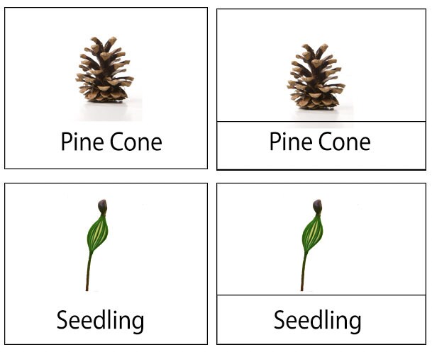 Life Cycle of a Christmas Tree Montessori 3 Part Cards - Etsy