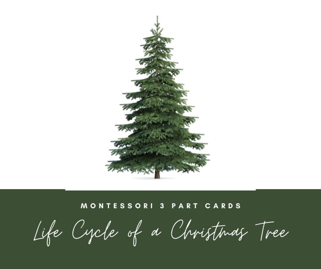 Life Cycle of a Christmas Tree Montessori 3 Part Cards - Etsy