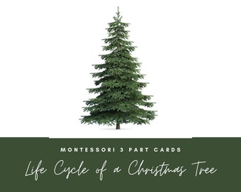 Life Cycle of a Pine Tree Evergreen Coniferous Montessori Science ...
