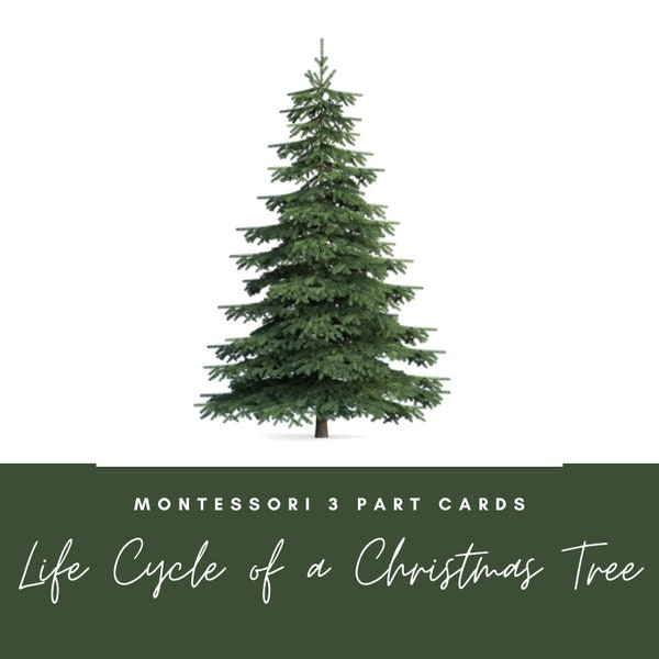 Christmas Tree Life Cycle - Etsy
