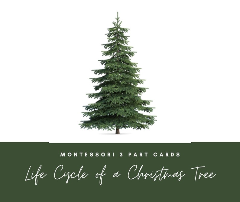Life Cycle of a Christmas Tree Montessori 3 Part Cards - Etsy