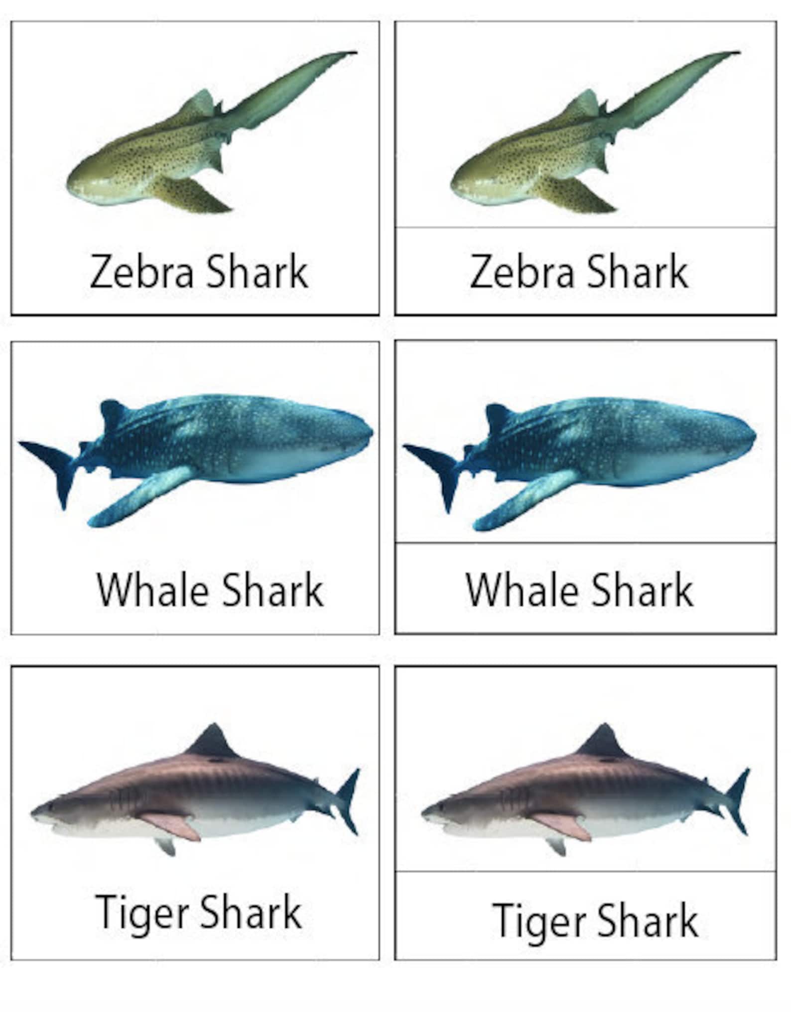 3 Part Matching Cards: Sharks of the World - Etsy