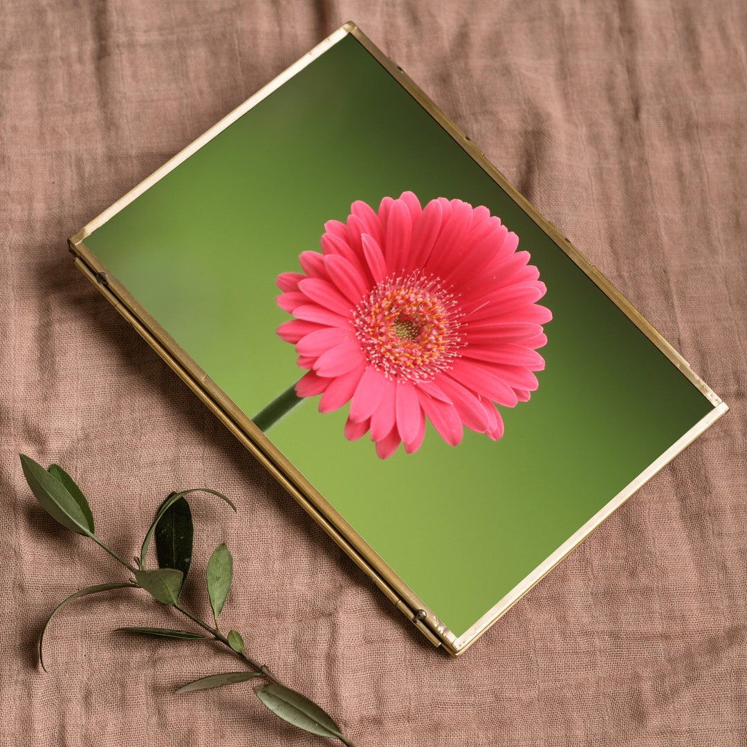 Pink Gerbera Daisy Photography Print - A4 Floral Wall Art - Etsy