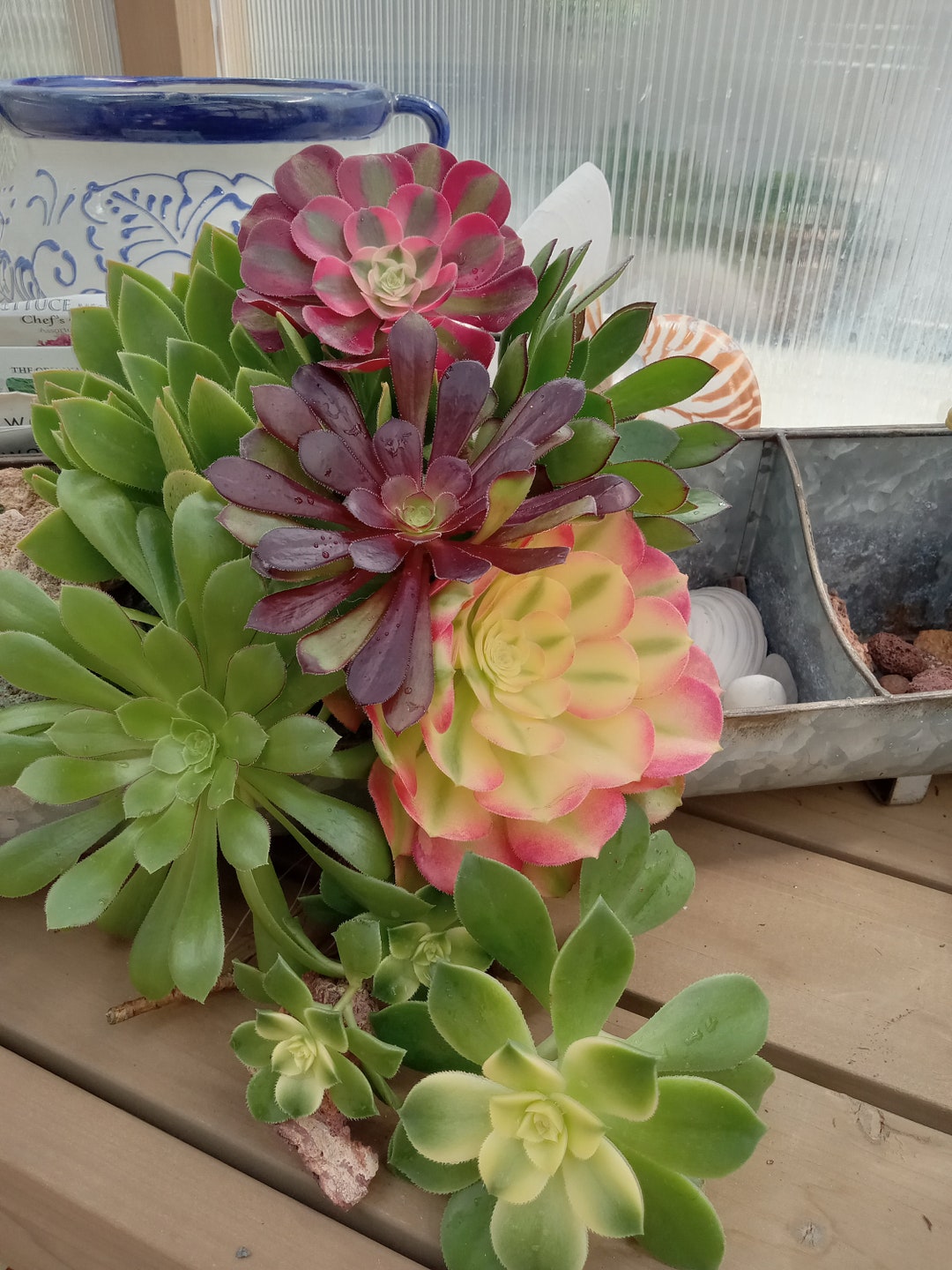 7 Aeonium Cuttings Pink Witch Merlot Kiwi Ect - Etsy