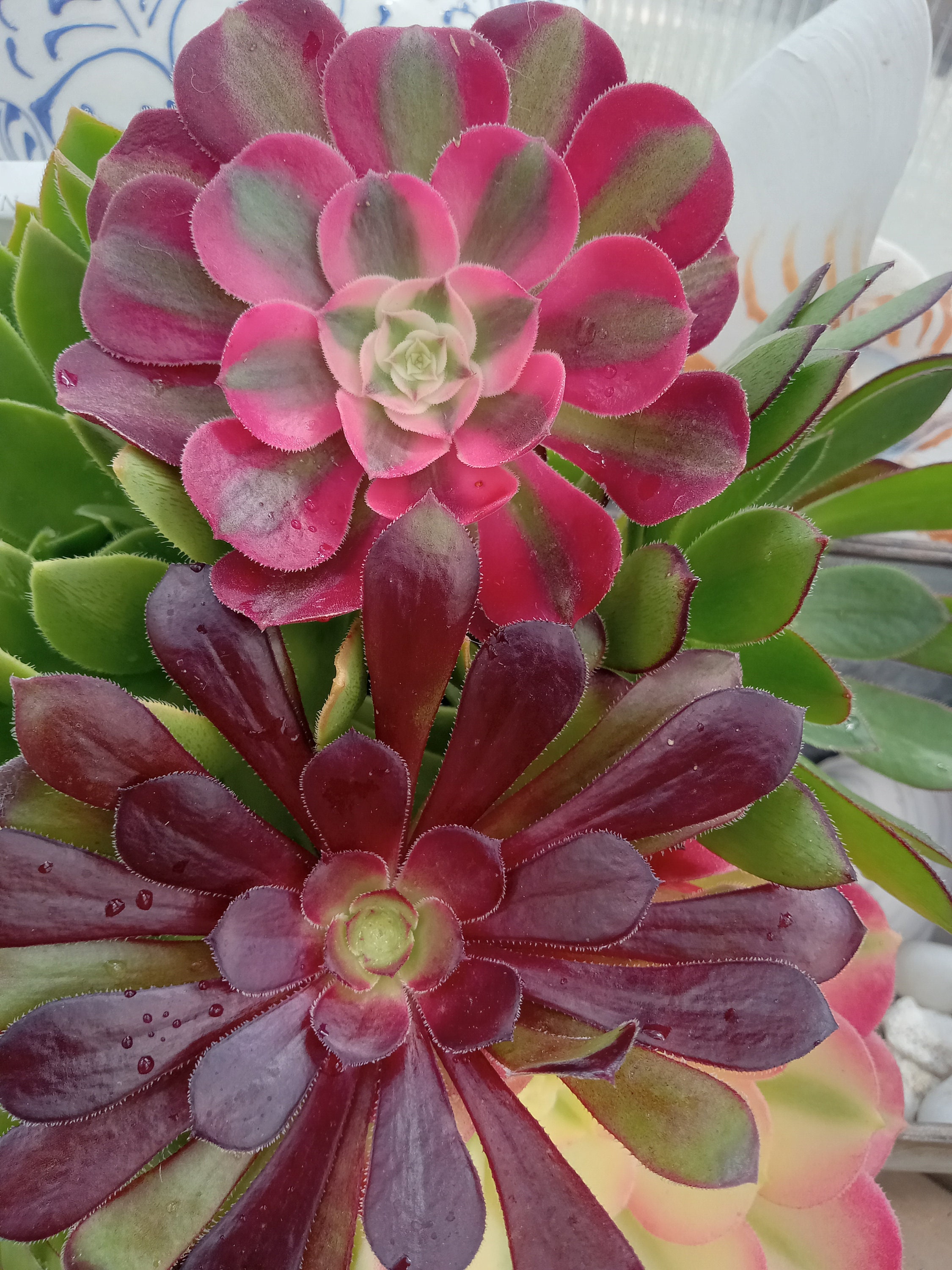 7 Aeonium Cuttings Pink Witch Merlot Kiwi Ect - Etsy