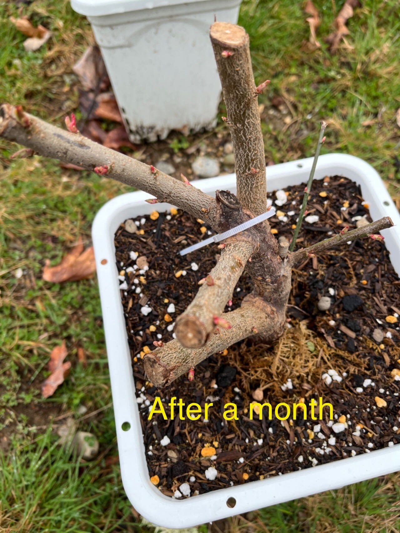 Strongly Fragrant Flowering Ume Tree "golden Stamen Green Sepal" /金线绿萼 ...