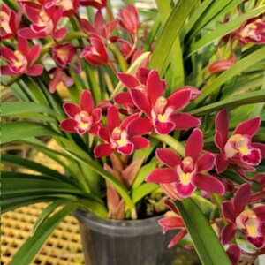 Cymbidium Orchid"golden-edged Ruby"/ 金边红宝石live Plant in a Nursery Pot ...
