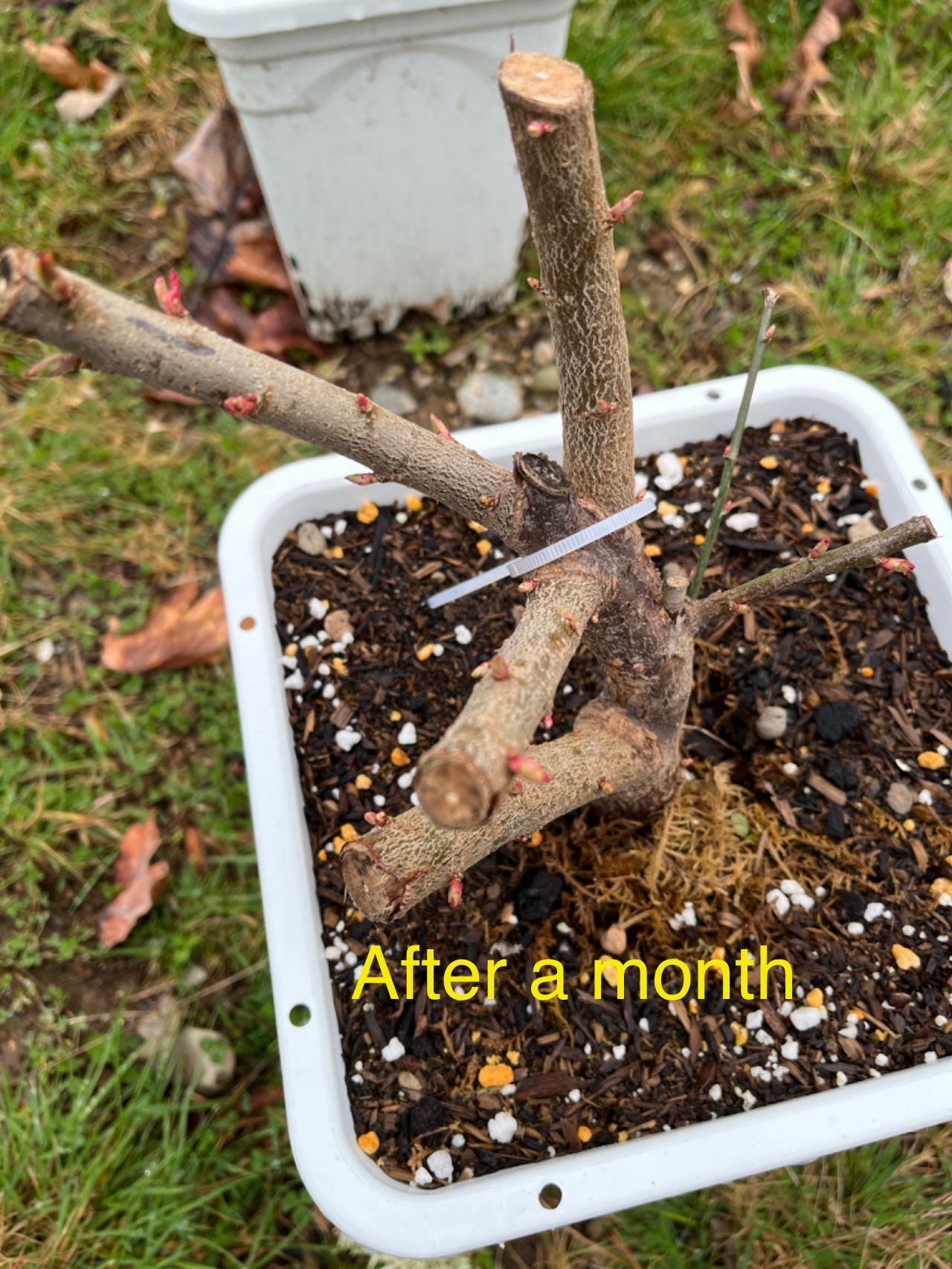 Pre-sale Flowering Plum Tree "biejiao Wan Shui" /别角晚水 Bare Root. Ship ...