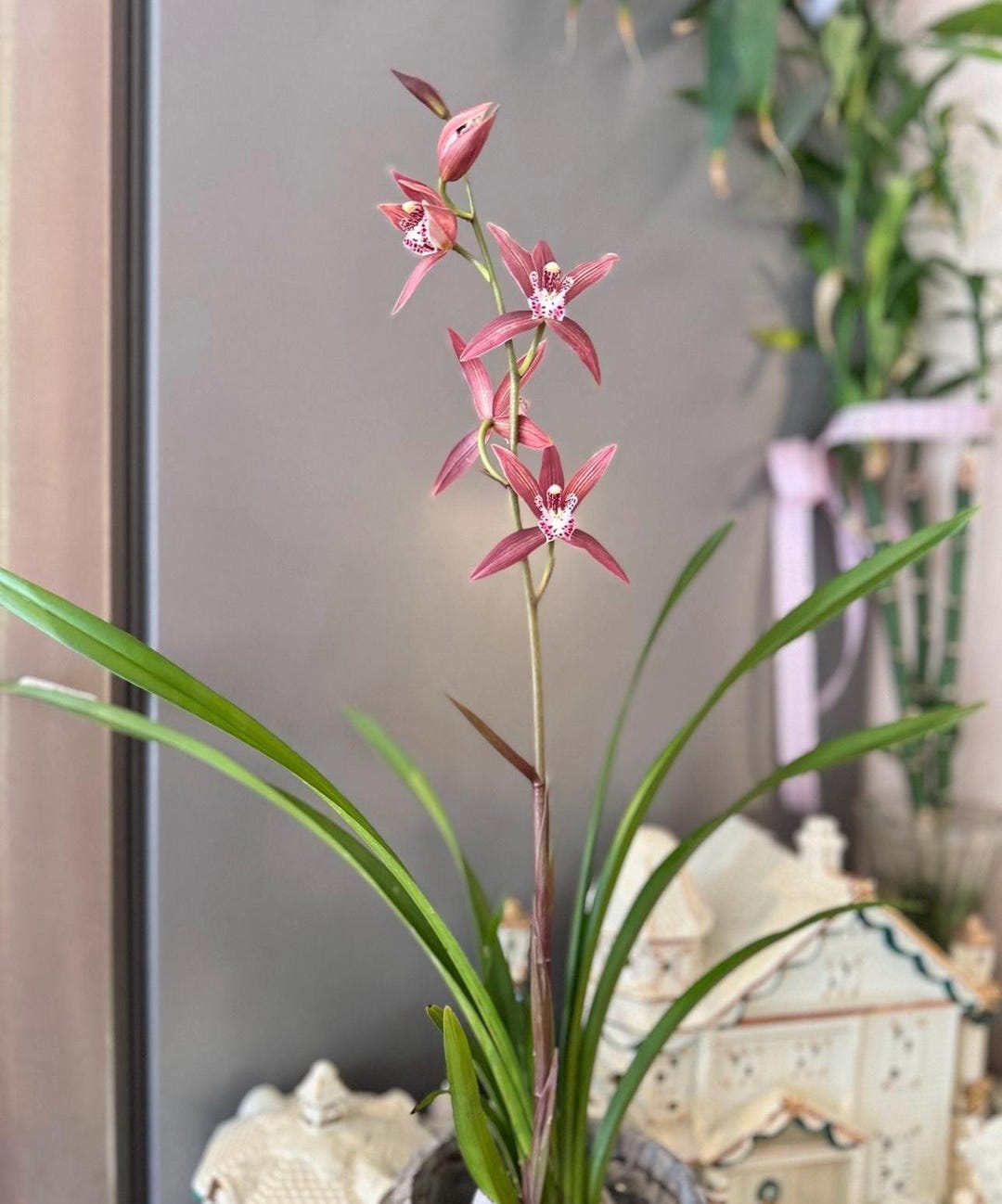 Cymbidium Orchid"purple Element"/ 紫元素live Plant in a Nursery Pot ...
