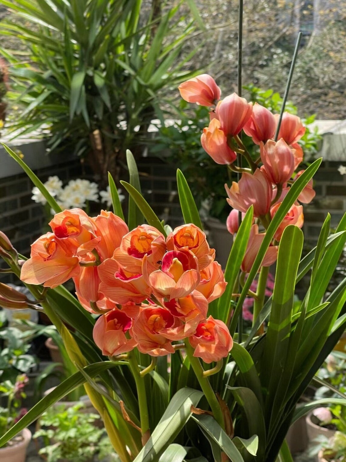 Cymbidium Orchid "dream"/梦境 Live Plant in a Nursery Pot. No Flowers Now ...