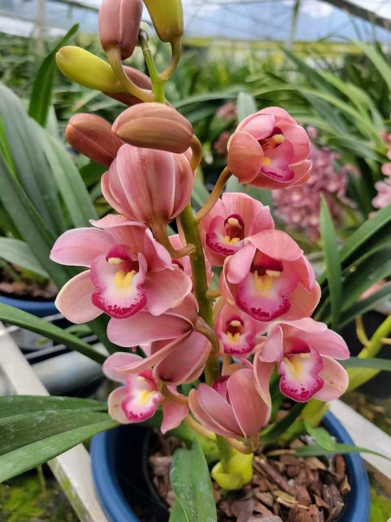 NEW Cymbidium Orchid “wonderland” / 仙境 Live Plant in a Nursery Pot ...