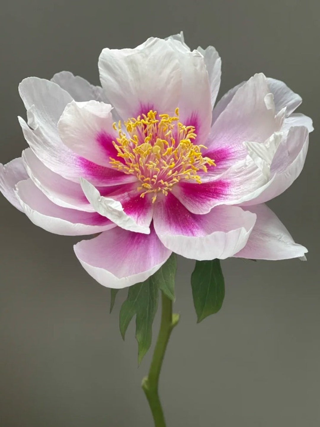 Pre Sale Cora Louise Itoh Hybrid Peony 3-5 Eyes Bare Root - Etsy