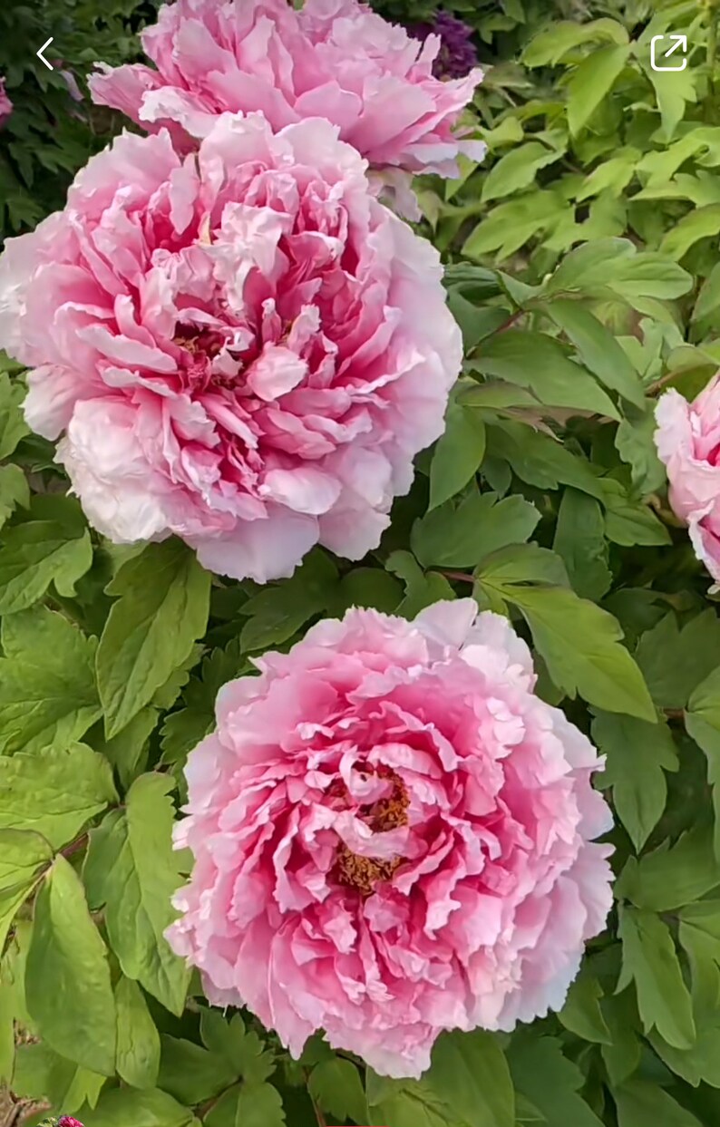 Pre Order Tree Peony “hanakisoi” 花兢 Bare-root With 2-3 Branches - Etsy