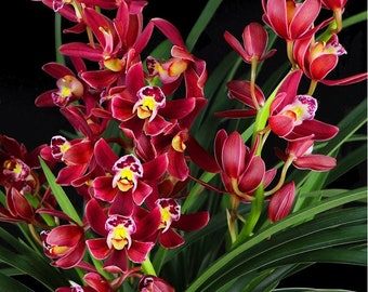 Cymbidium Orchidgolden-edged Ruby/ 金边红宝石live Plant in a Nursery Pot. No ...