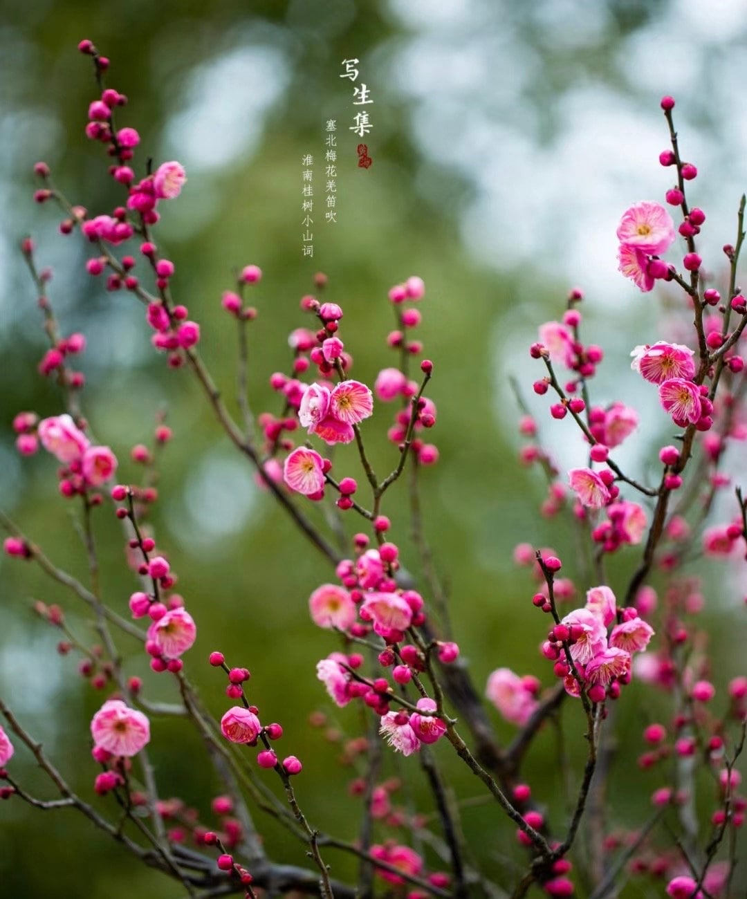Strongly Fragrant Flowering Ume Tree Bonsai ‘hongxu Zhusha’ (红须朱砂 ...