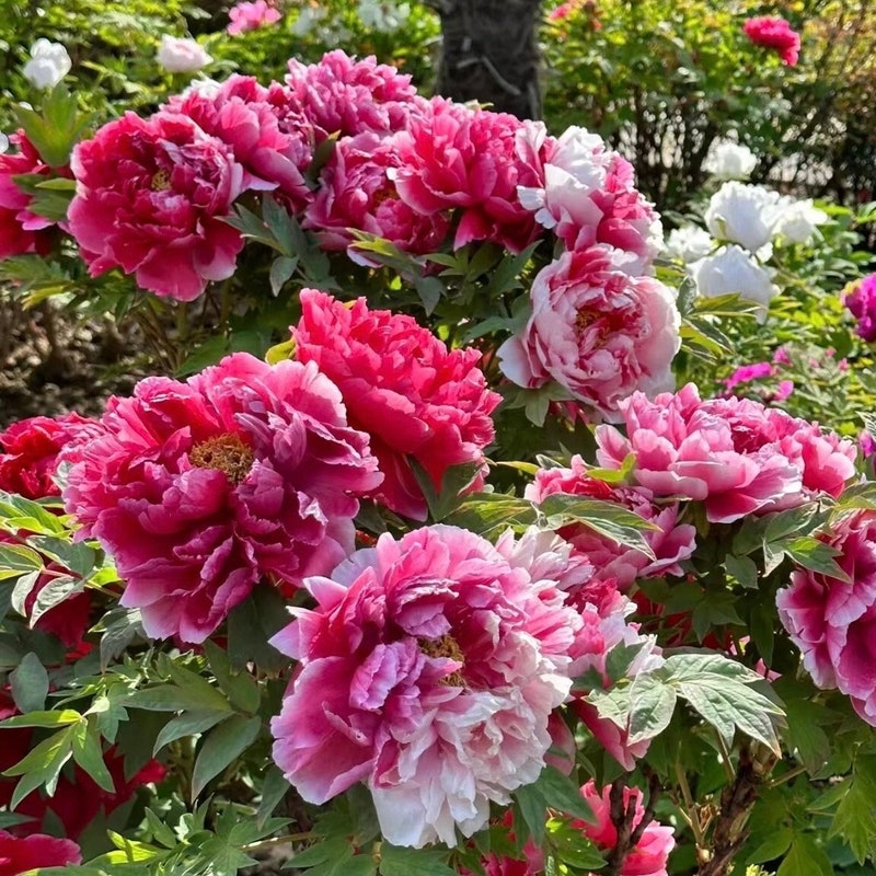 Ordering Tree - Etsy