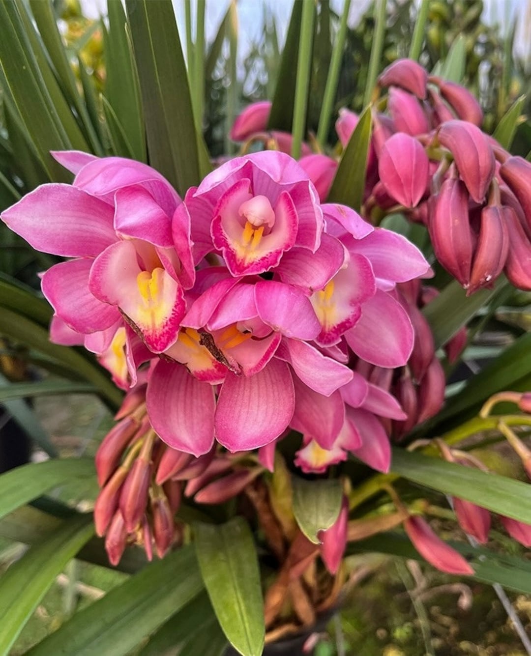 Cymbidium Orchid"beautiful Queen"/ 670 艳后live Plant in a Nursery Pot. - Etsy