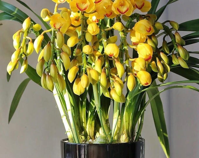 Blc George King 'serendipity', Orchid Plant, Shipped in Pot - Etsy