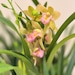 Cymbidium Orchid "dream"/梦境 Live Plant in a Nursery Pot. No Flowers Now ...