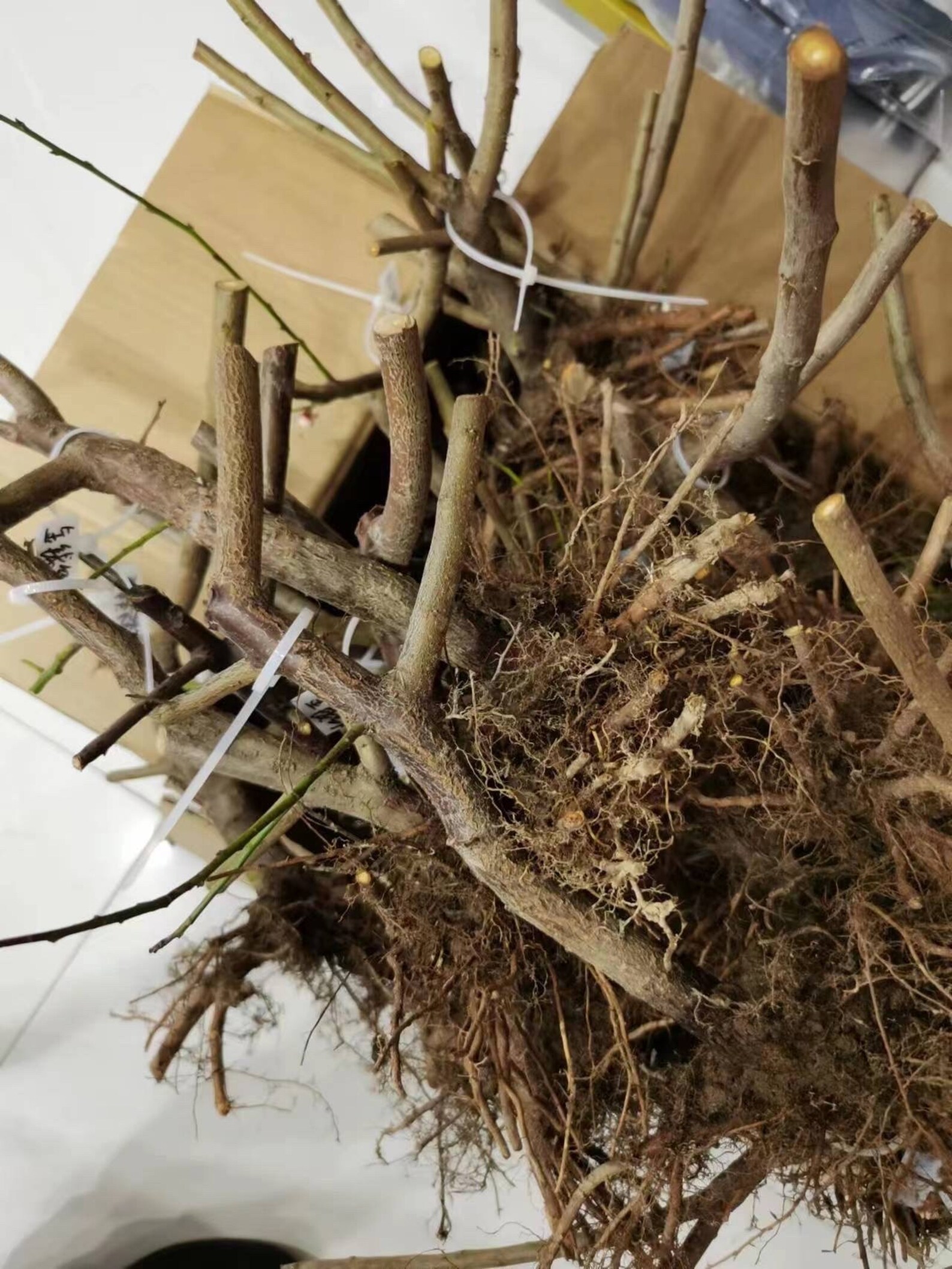 Pre-sale Flowering Plum Tree "biejiao Wan Shui" /别角晚水 Bare Root. Ship ...