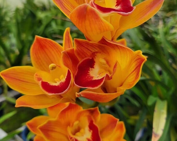 Cymbidium Orchids“phoenix ”/火凤凰 Live Plant in a Nursery Pot. No Flowers ...
