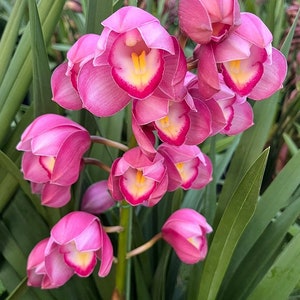 Cymbidium Orchid"beautiful Queen"/ 670 艳后live Plant in a Nursery Pot. - Etsy