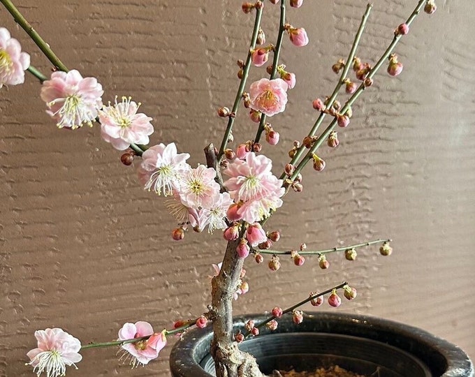 Pre-sale Flowering Plum Tree "biejiao Wan Shui" /别角晚水 Bare Root. Ship ...
