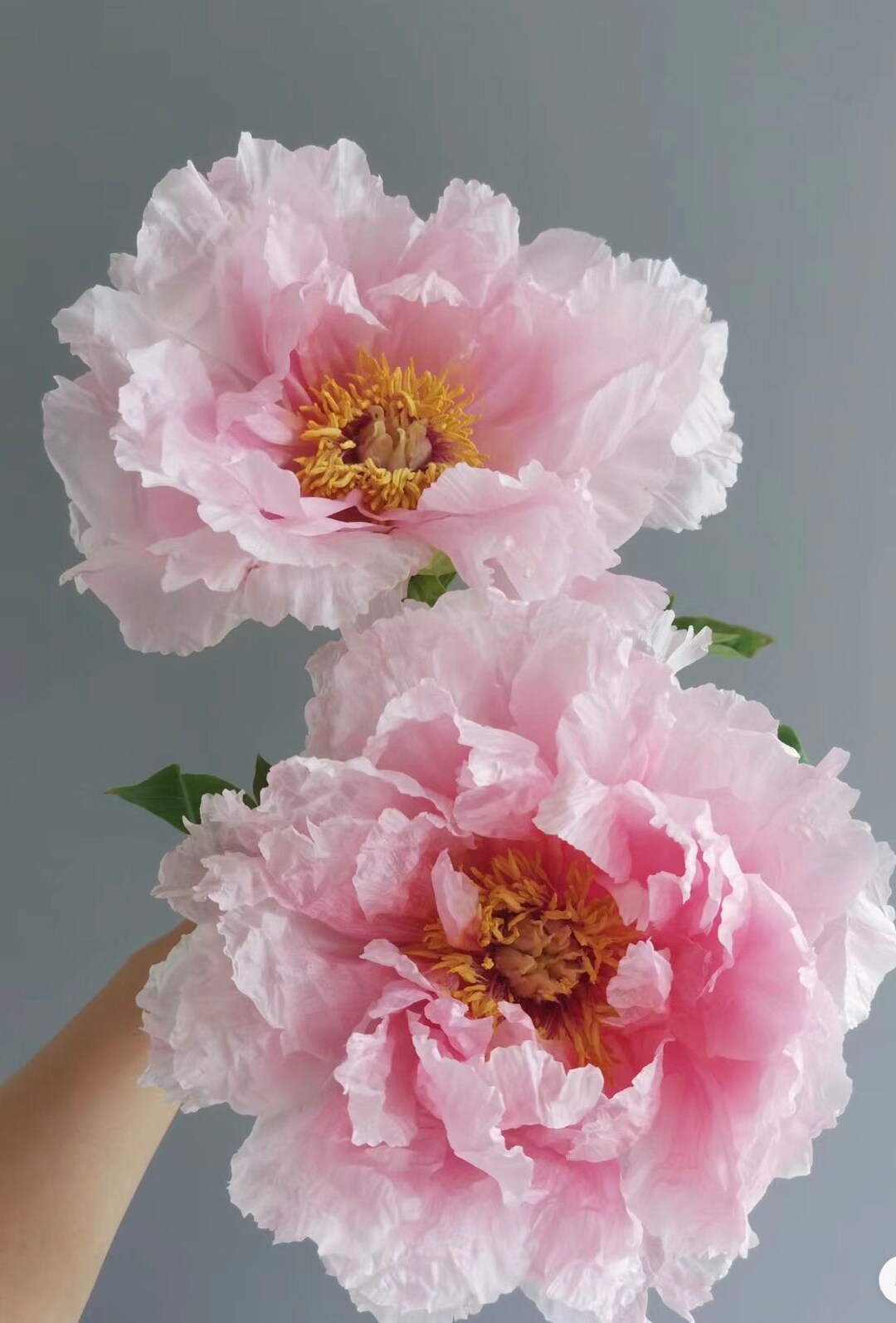 Pre Order Tree Peony “hanakisoi” 花兢 Bare-root With 2-3 Branches - Etsy
