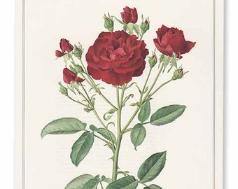 Red Rose Flower Art 1962 Vintage Botanical Art Soraya Rose - Etsy
