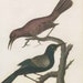 Wattled Starling Bird Lithograph Print | Bird Prints, Wall Art Prints ...