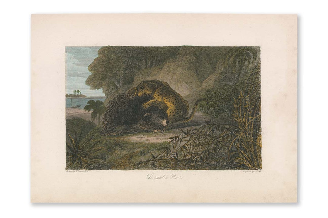 Wildlife Engraving | Leopard Print, Bear Prints, Ethnic Prints, Indian ...