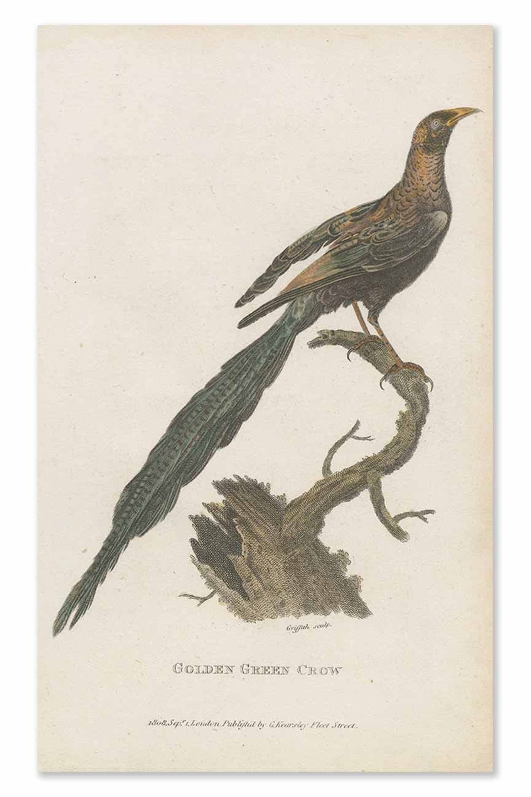 Golden Green Crow Bird Lithograph Print | Bird Prints, Wall Art Prints ...