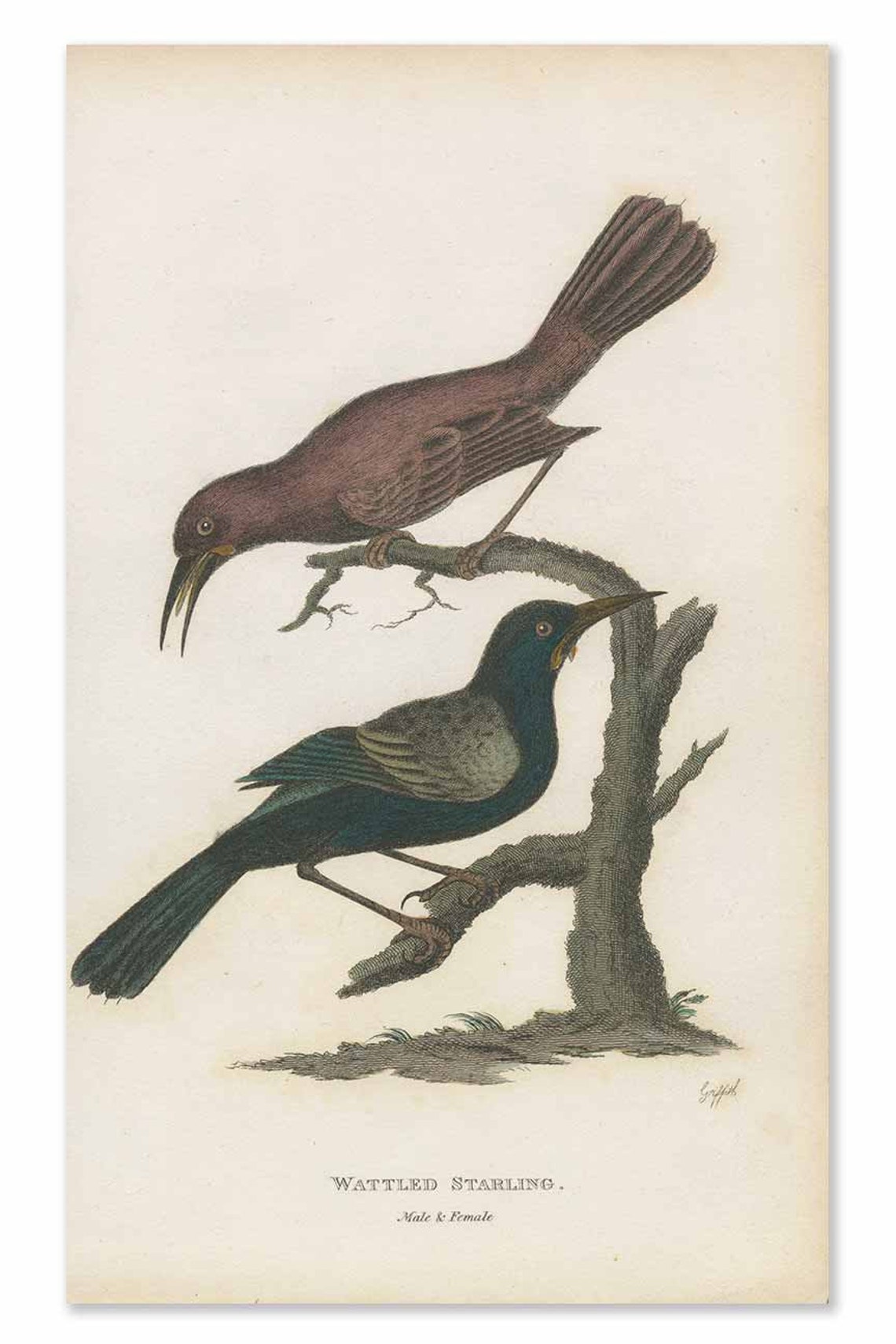 Wattled Starling Bird Lithograph Print | Bird Prints, Wall Art Prints ...