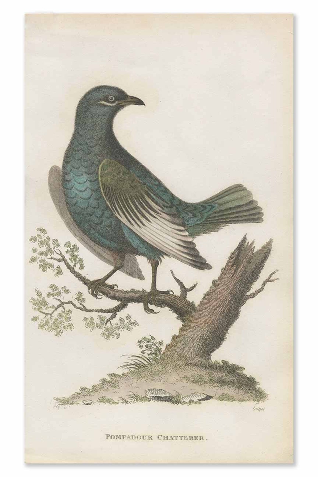 Pompadour Chatterer Bird Lithograph Print | Bird Prints, Wall Art ...