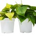 Snake Plant Fabi Live Plant in 4'' Nursery Pot Snake Plant, Devils ...
