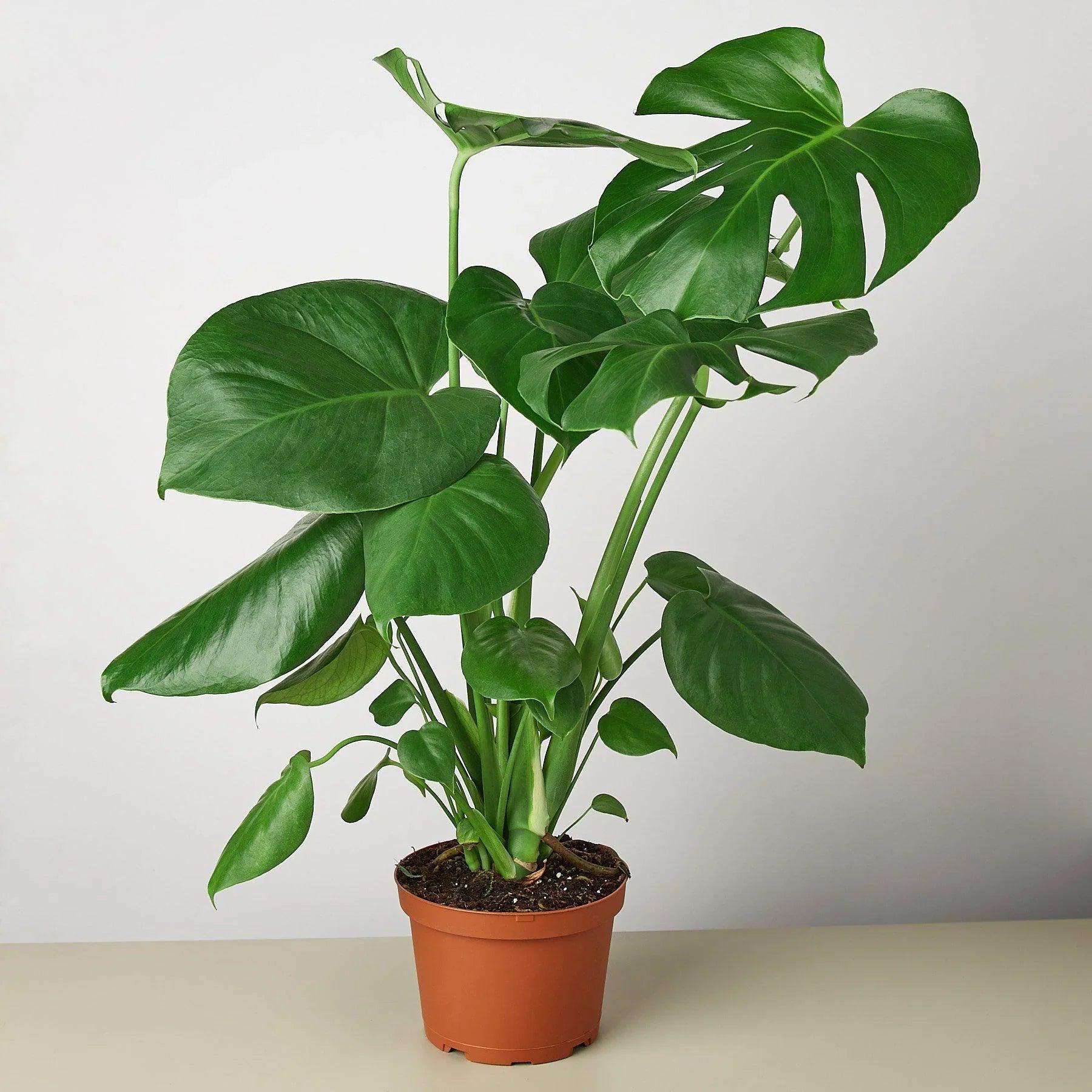 Philodendron Monstera Split-leaf, Monstera Indoor Live Plant ...