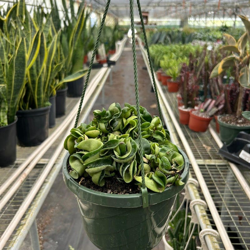 Hoya Rope Plant - Etsy
