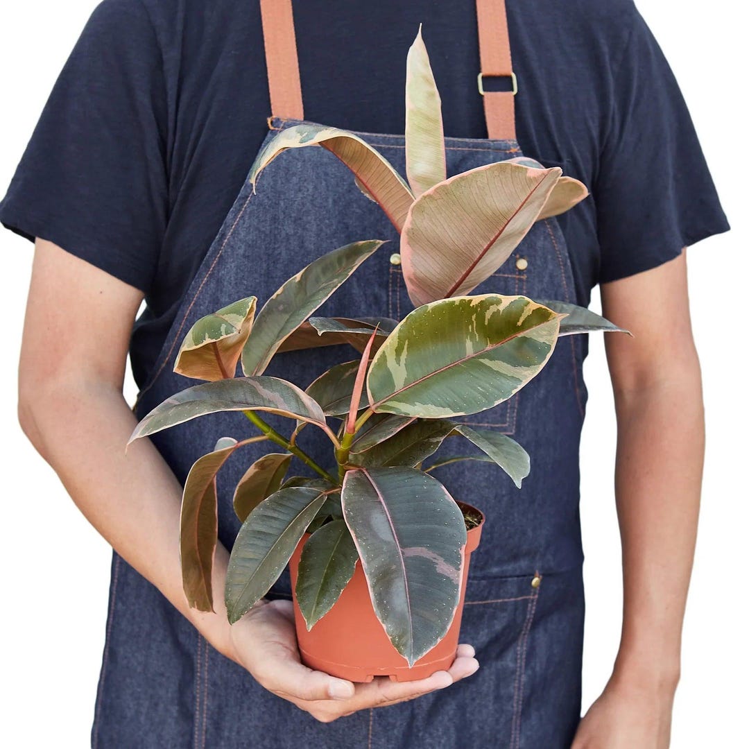 Ficus Elastica 'ruby Pink' Small Plants, Large Houseplant, Fast Growing ...