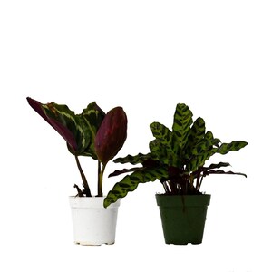 2 Calathea Plants Variety Pack in 4" Pots, Calathea Starter Plants ...