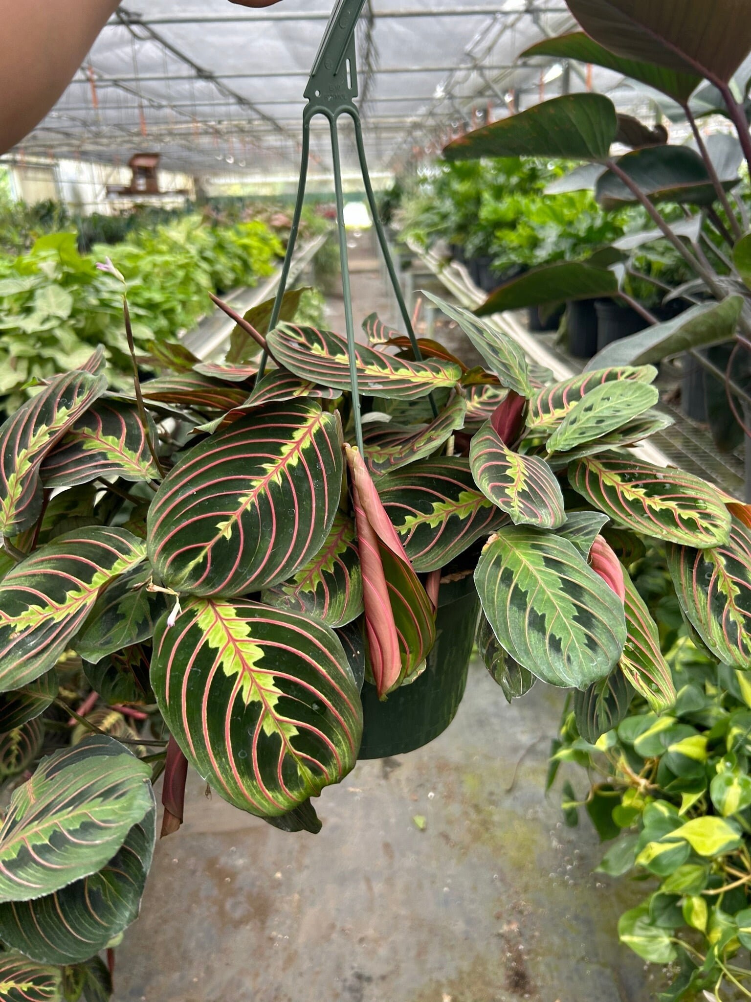 Red Maranta Leuconeura 4 6 Pot Live Prayer Plant, Indoor Vine ...
