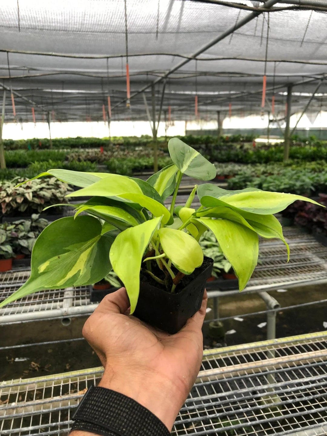 Philodendron Brasil 6" 8" Pot Rare Philodendron, Variegated Tropical ...