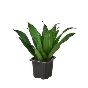 Dracaena 'janet Craig, Dragon Tree, Large Houseplant, Fast Growing ...