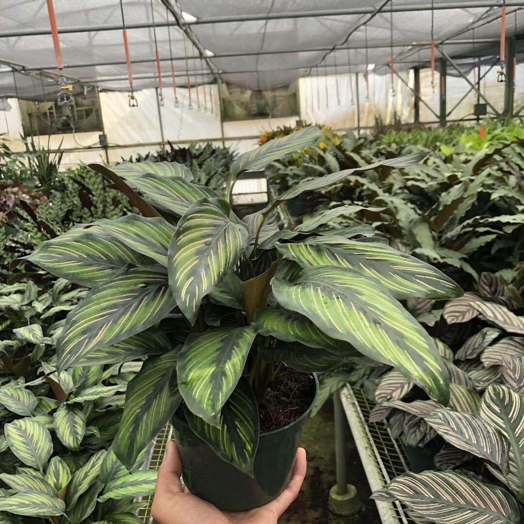 Calathea Beauty Star Live Plant in 4" 6" Nursery Pot, Rare Calathea ...