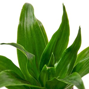 Dracaena 'janet Craig, Dragon Tree, Large Houseplant, Fast Growing ...